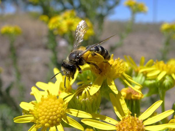 Insectos beneficiosos para el huerto – El Blog de Aviporto