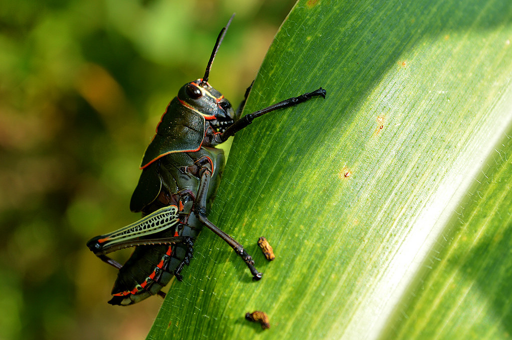 Insectos perjudiciales para el huerto – El Blog de Aviporto