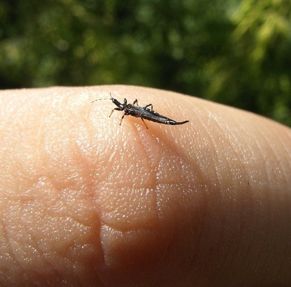 Insectos perjudiciales para el huerto – El Blog de Aviporto